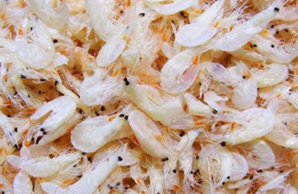 Bukan Hanya Enak,Rebon Mengandung Berbagai Nutrisi Serta Manfaat Bagi ...