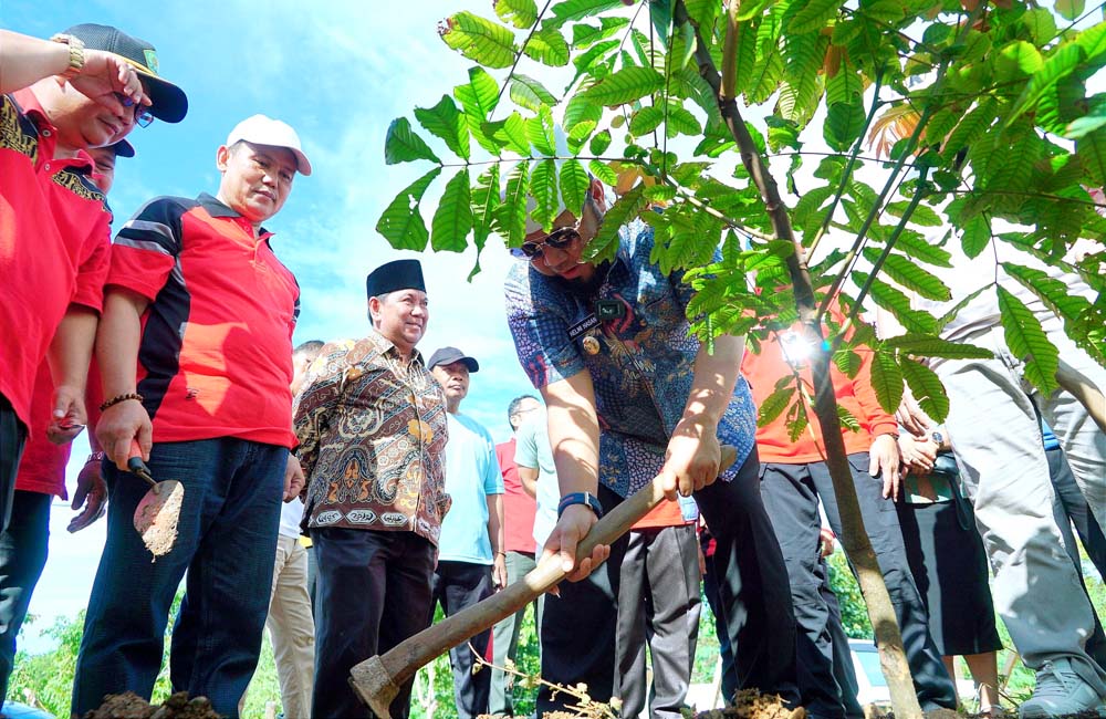 Tanam Sejuta Pohon Matoa Untuk Hijaukan Bumi