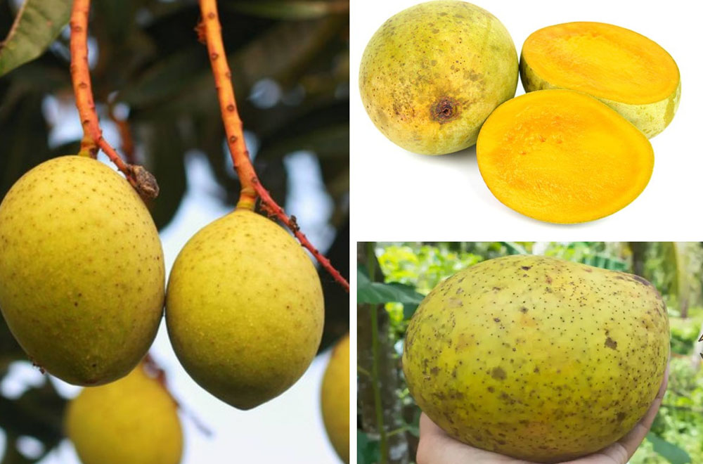 Dibalik Rasa Manis-manis Asam Pada Buah Bacang, Tersimpan Banyak ...