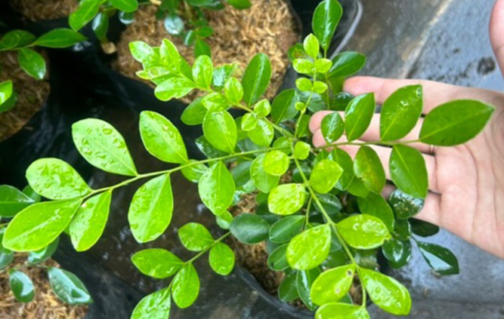 8 Manfaat dari Daun Kemuning untuk Kesehatan yang Wajib Kalian Ketahui