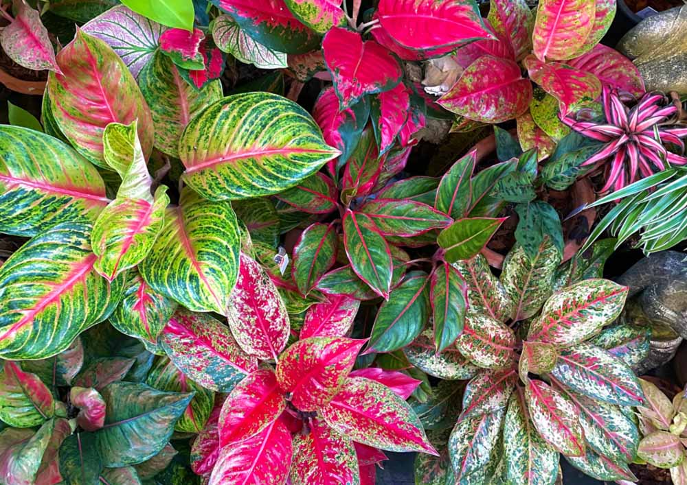 Bukan Hanya Sekedar Memper Indah Saja ! Ternyata Tanaman Hias Dapat ...