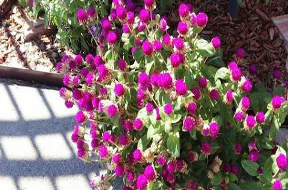 Mengungkap 8 Manfaat Kesehatan dari Bunga Kancing untuk Tubuh