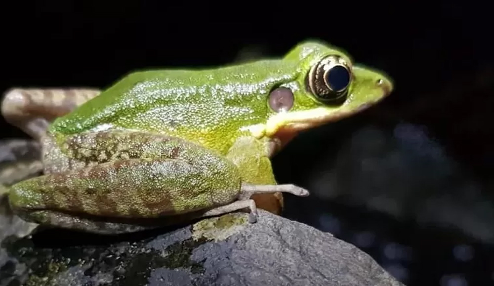 Mitos atau Pertanda? Menguak Arti Tersembunyi di Balik Mimpi Katak